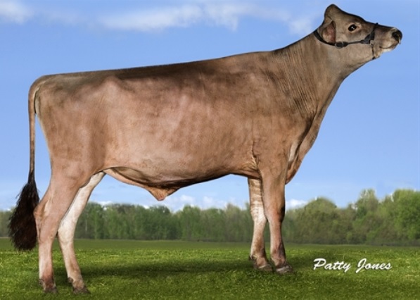 Jersey - Genex Colombia