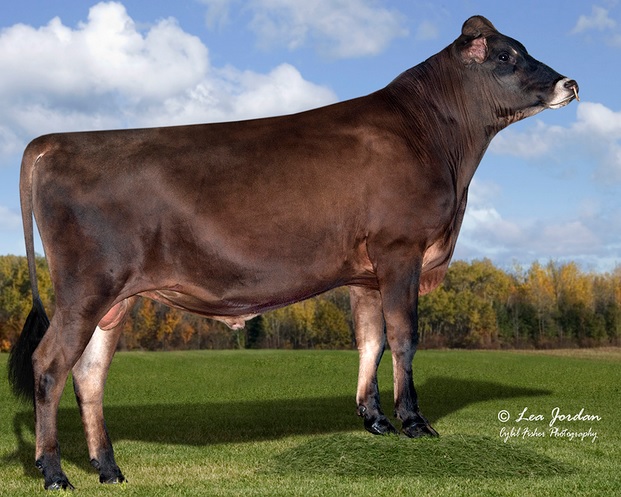Jersey - Genex Colombia