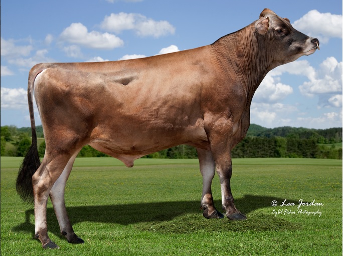 Jersey - Genex Colombia