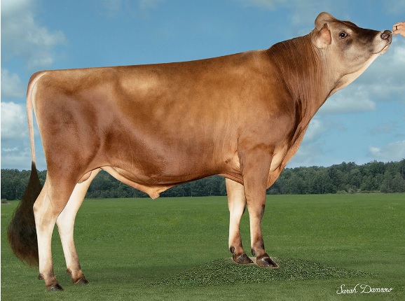 Jersey - Genex Colombia