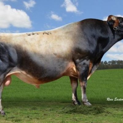 Holstein Rojo - Genex Colombia
