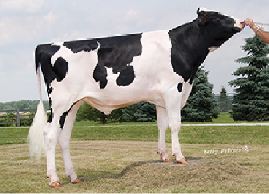 Holstein Negro - Genex Colombia