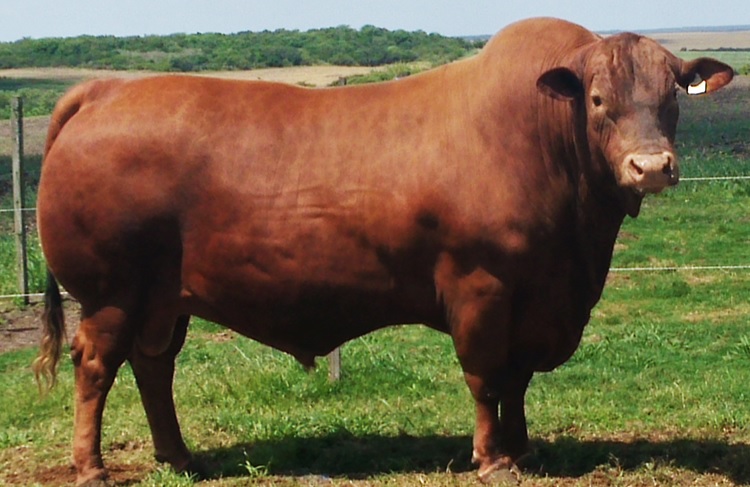 Senepol - Genex Colombia