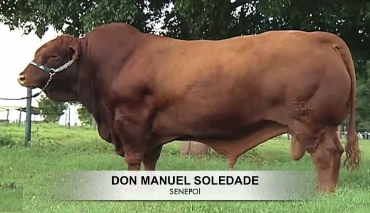 Senepol - Genex Colombia