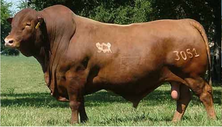 Senepol - Genex Colombia