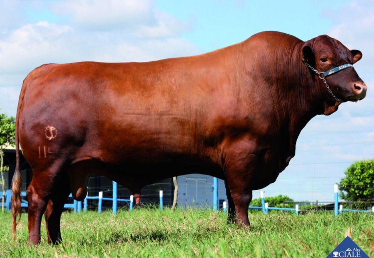 Senepol - Genex Colombia