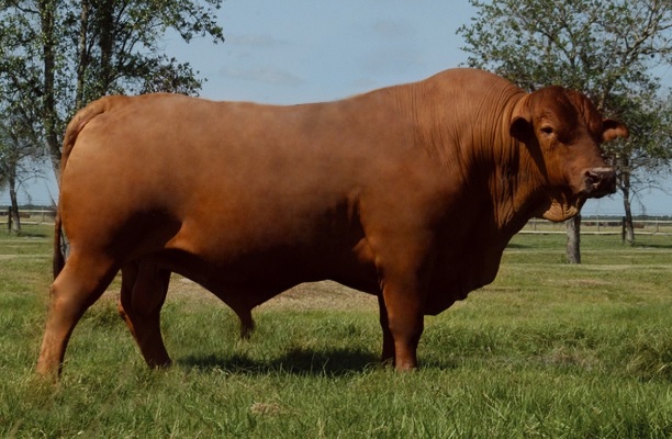 Senepol - Genex Colombia