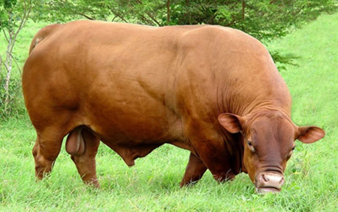 Senepol - Genex Colombia