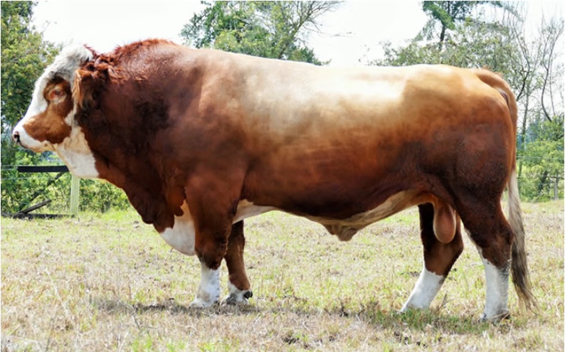 Simmental Nacional - Genex Colombia