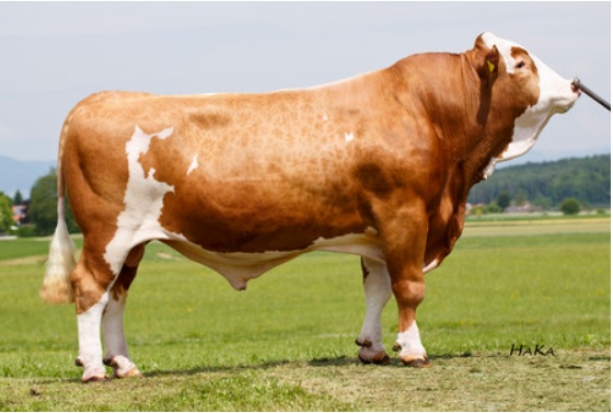 Simmental Importado - Genex Colombia