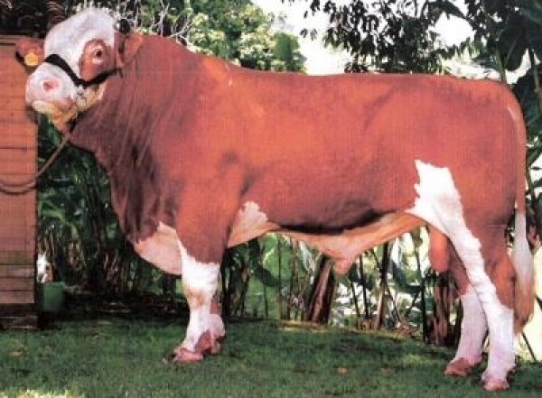 Simmental Nacional - Genex Colombia