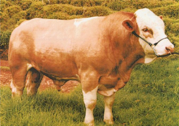 Simmental Nacional - Genex Colombia