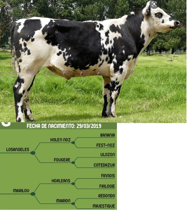 Normando - Genex Colombia
