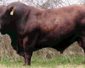 Angus negro y rojo - Genex Colombia